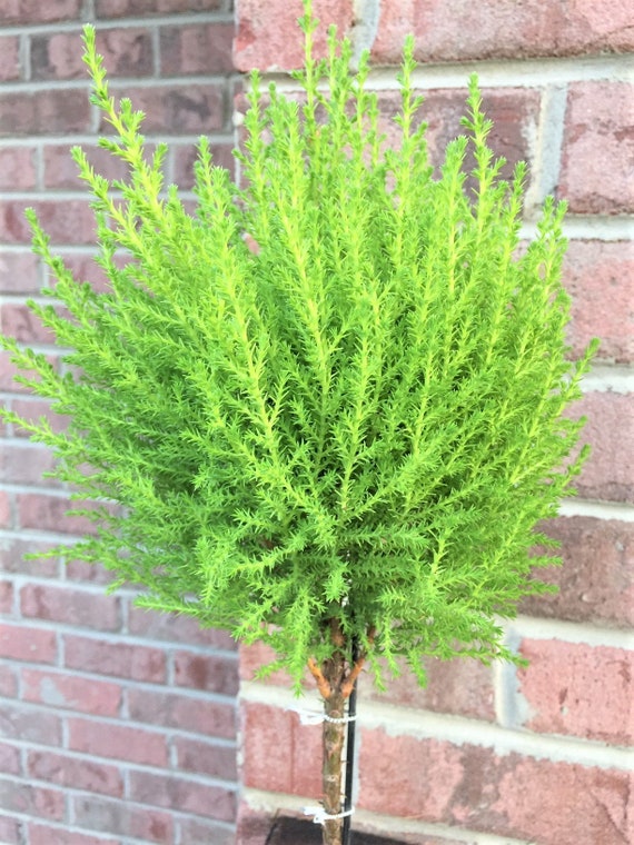 Ferns, Grasses & Bamboo Home & Living Mini Tree Lemon Cypress Tree RARE ...
