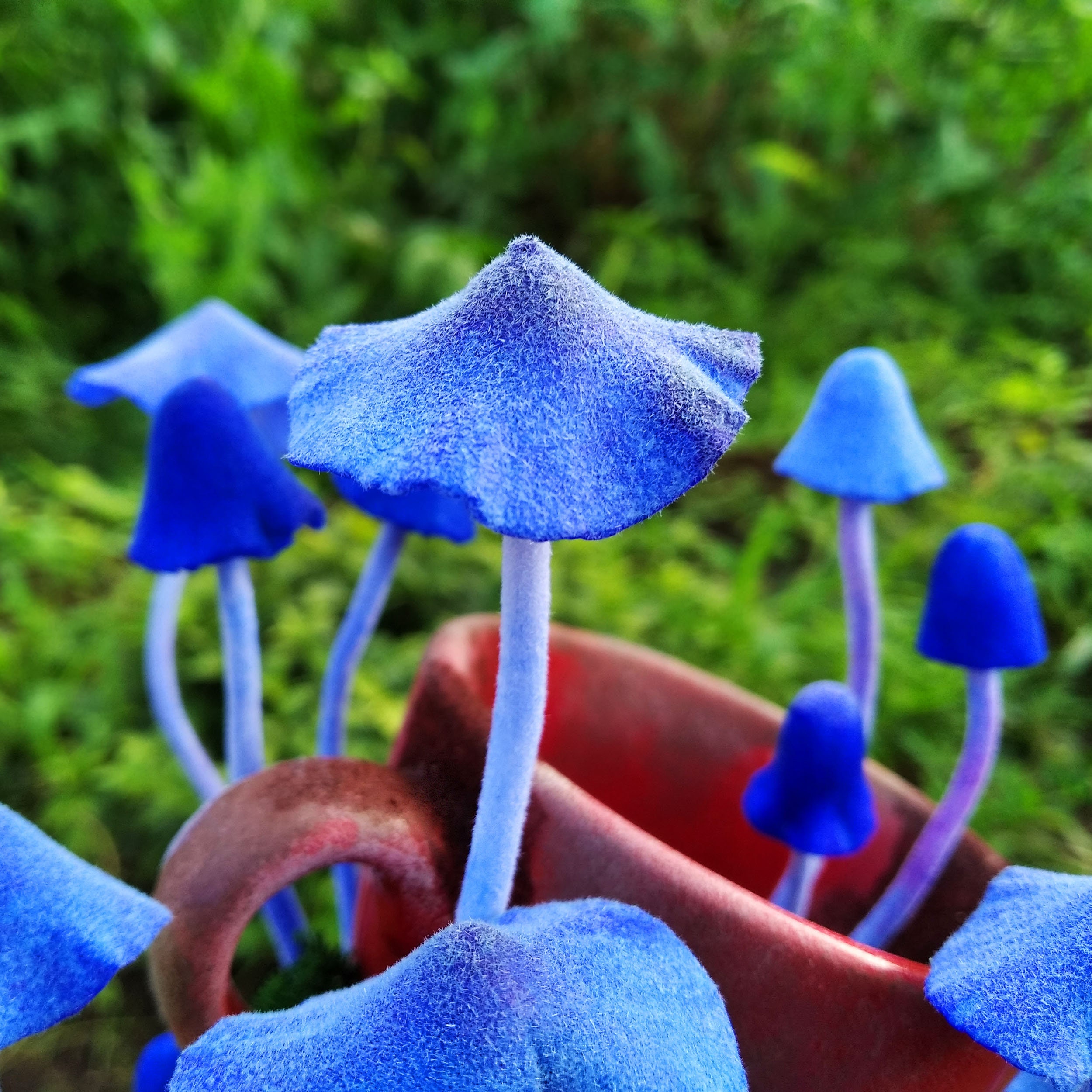 Blue Mushrooms Blue Psiloscybin Mushrooms Mushroom Arrangement | Etsy