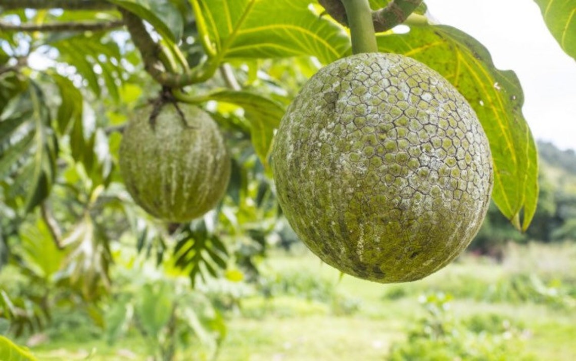 JAMAICAN BREADFRUIT roasted Breadfruit Flour SMOOTHIE Mix With 100% ...