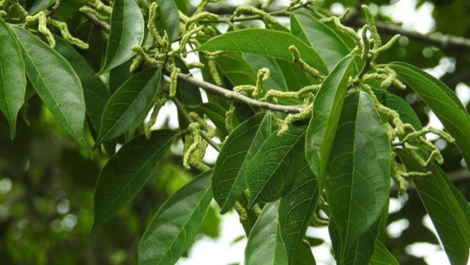 Sale RA-MOON Powder Ramoon Trophis Racemosa White - Etsy UK