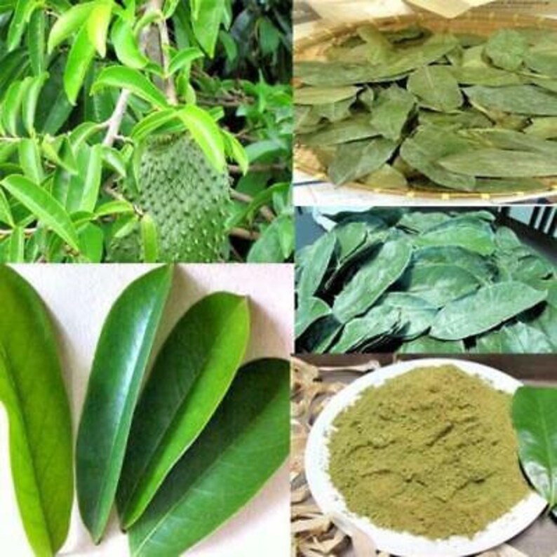 Sale SOURSOP LEAVES Powder 100% Organic / Graviola Leaves Natural ...