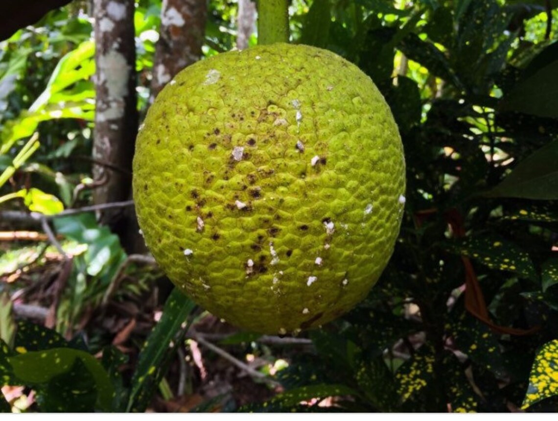 JAMAICAN BREADFRUIT roasted Breadfruit Flour SMOOTHIE Mix With 100% ...