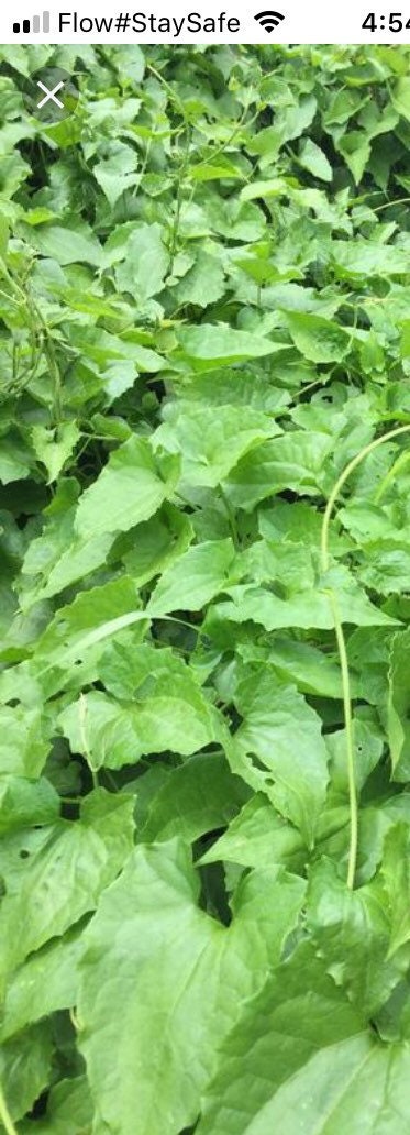 GUACO HERBAL TEA Jamaican Gwaco Herb 100% Organic Powder/huaco/ Mikania ...