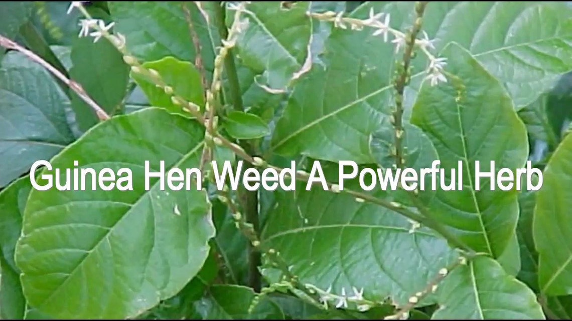 GUINEA HEN WEED 100% Natural Root Powder Anamu or Gully Root | Etsy