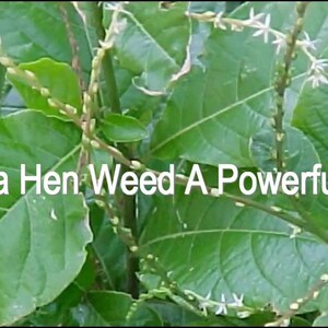 GUINEA HEN WEED 100% Natural Root Powder (anamu) or Gully Root ...