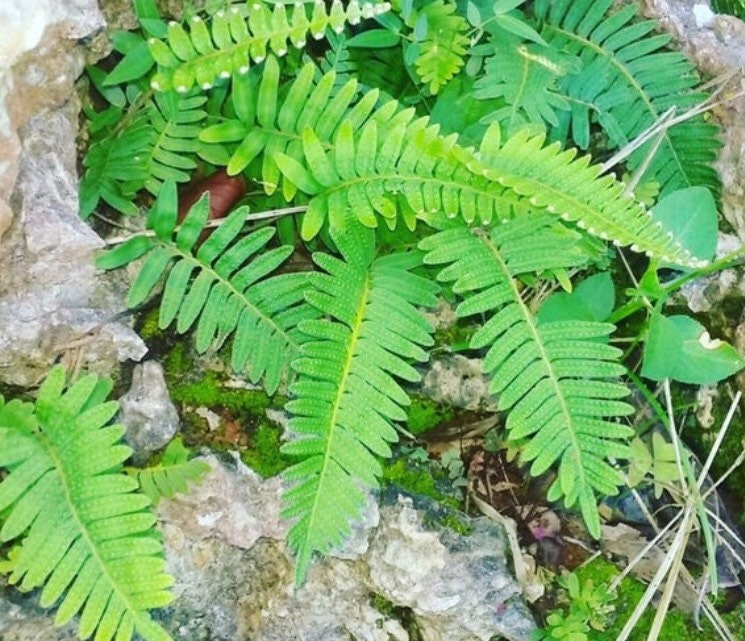 Bulk KALAWALLA FERN POWDER 100% Organic Jamaican wholesale Other Name ...