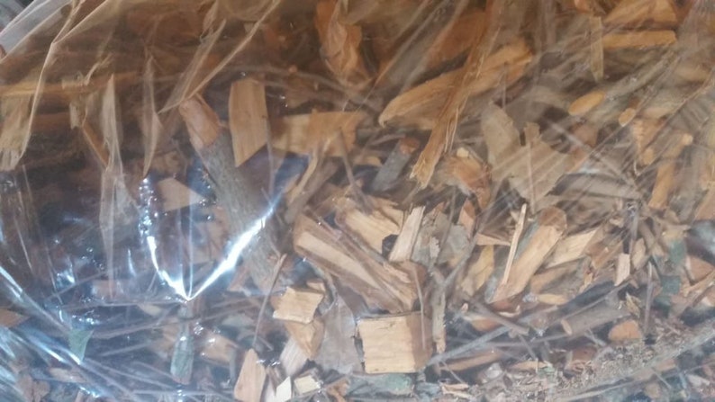 Venta RA-MOON Polvo / Ramoon Trophis Racemosa/ Ramoon blanco/ Muraceae ...