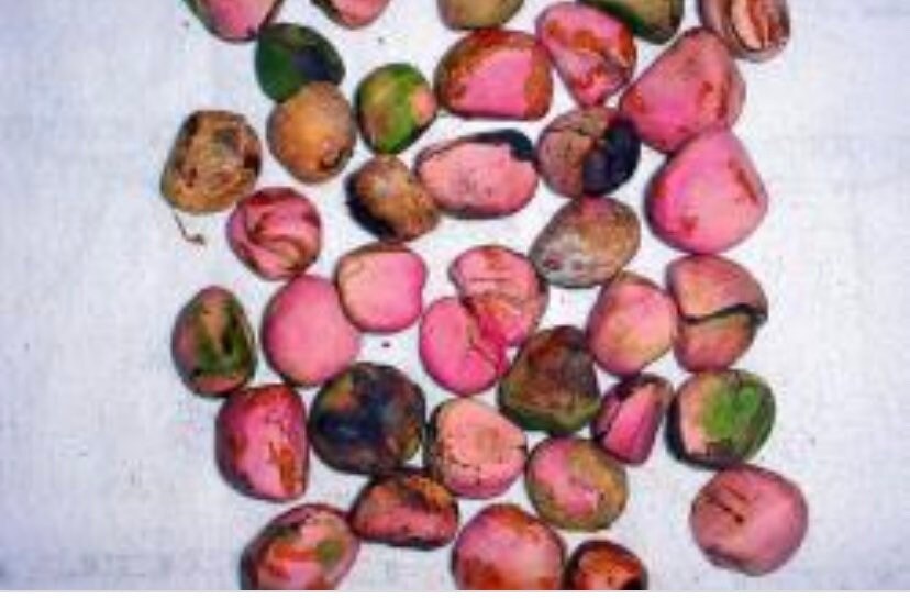 Sale BISSY TEA Kola Nuts 100% Organic Product of - Etsy New Zealand