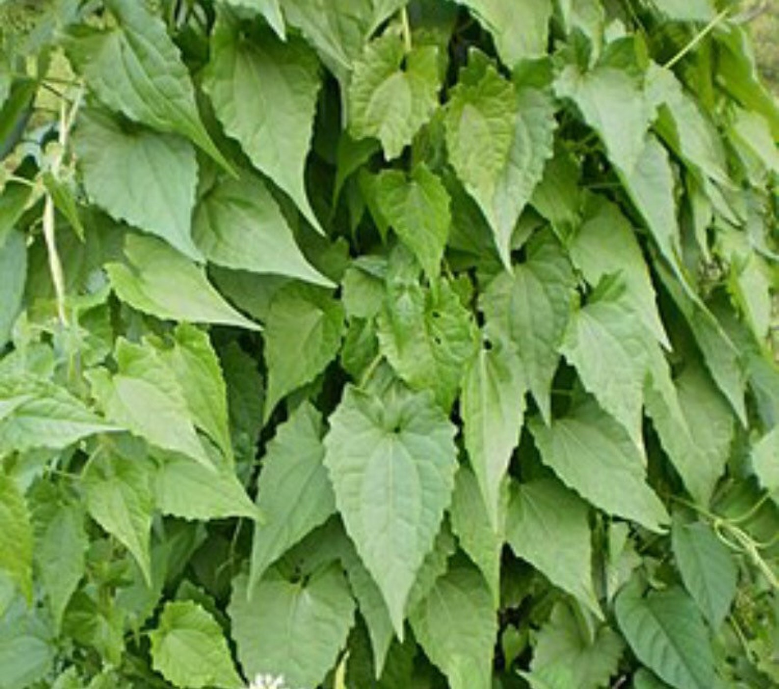 GUACO HERBAL TEA Jamaican Gwaco Herb 100% Organic - Etsy UK