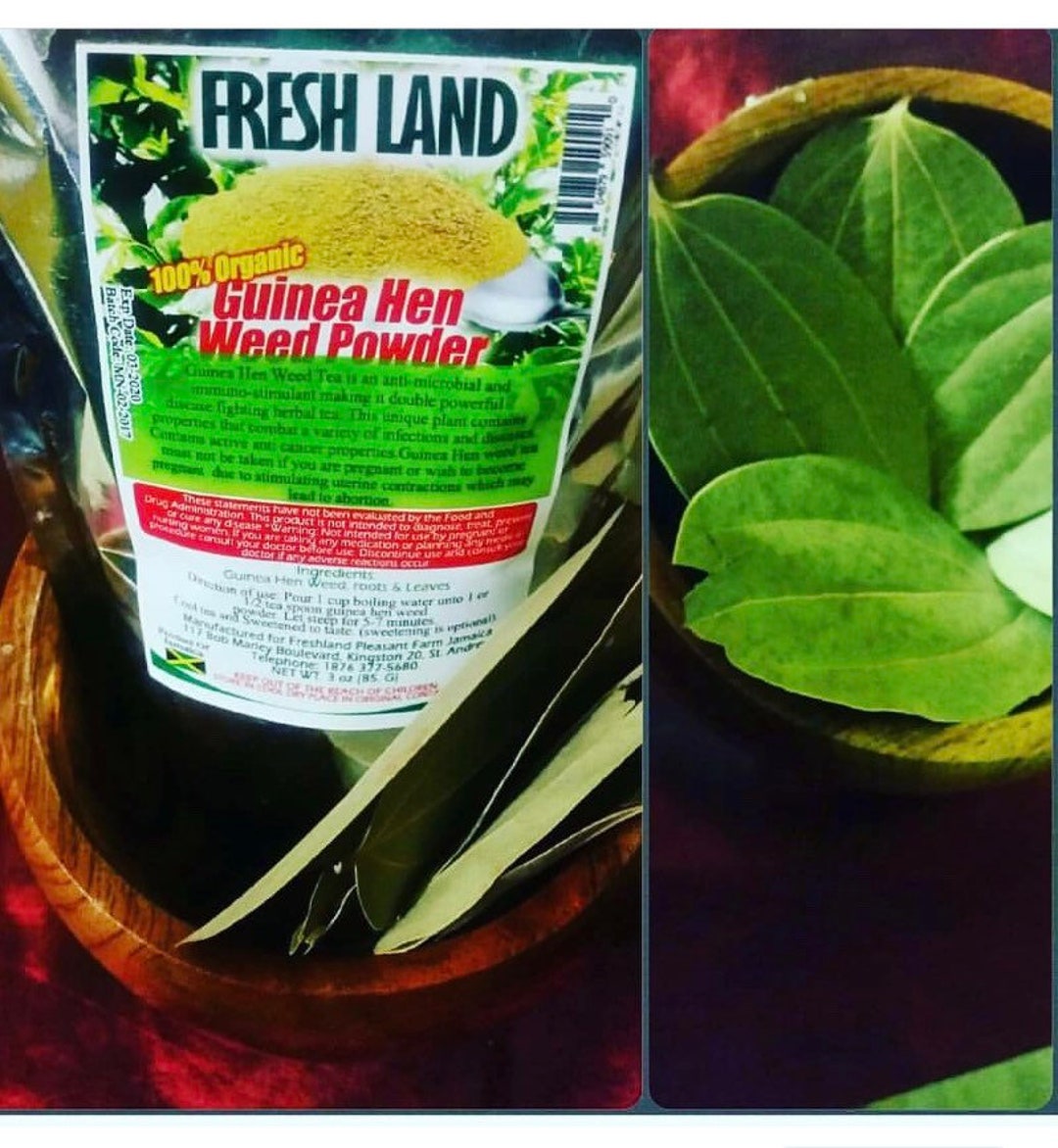 Jamaica GUINEA HEN WEED |anamu | Gully Root | Peteria Alliacea Powder ...