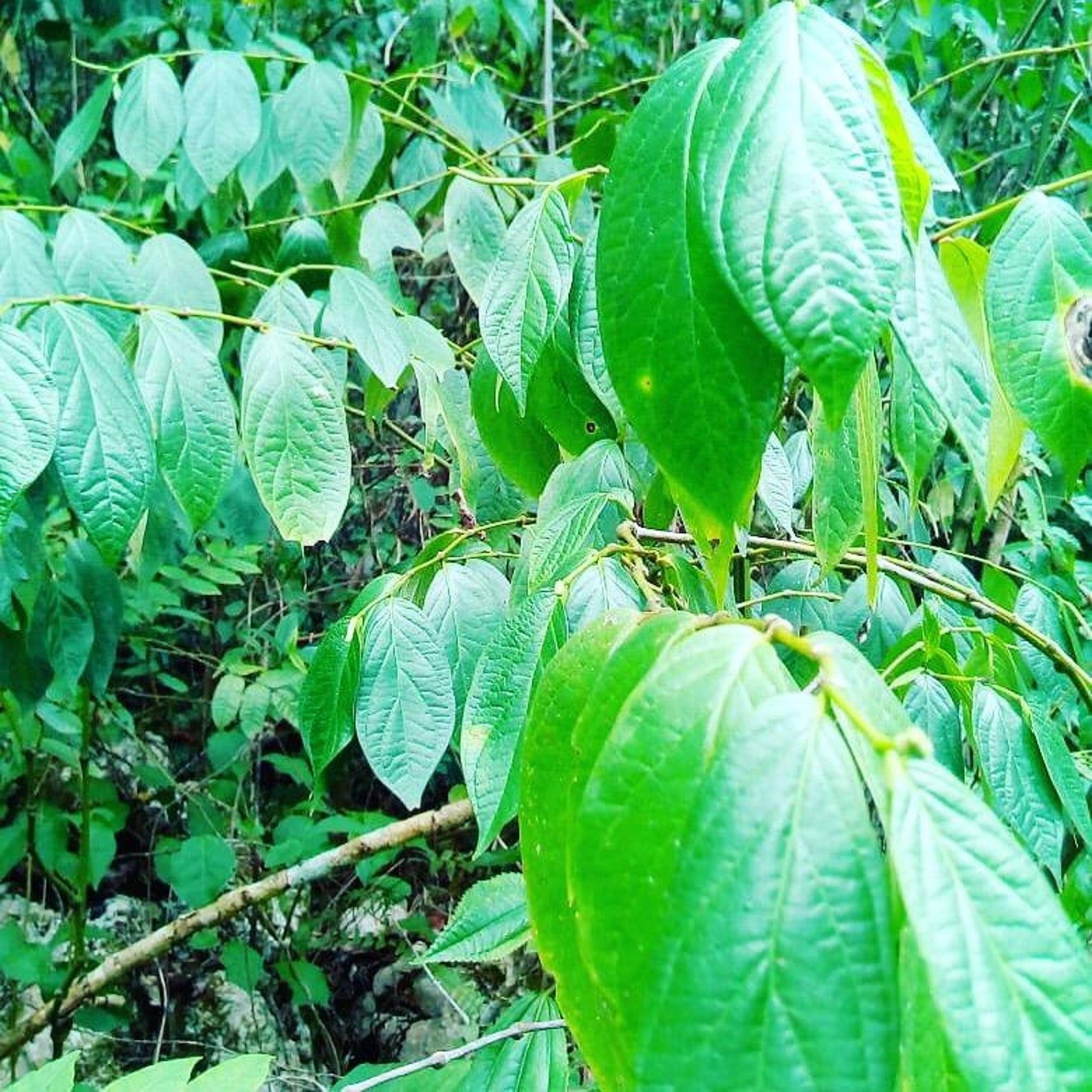 MATICO -PIPER ADUNCUM - 100% Jamaican Organic Powder - Cordoncillo ...