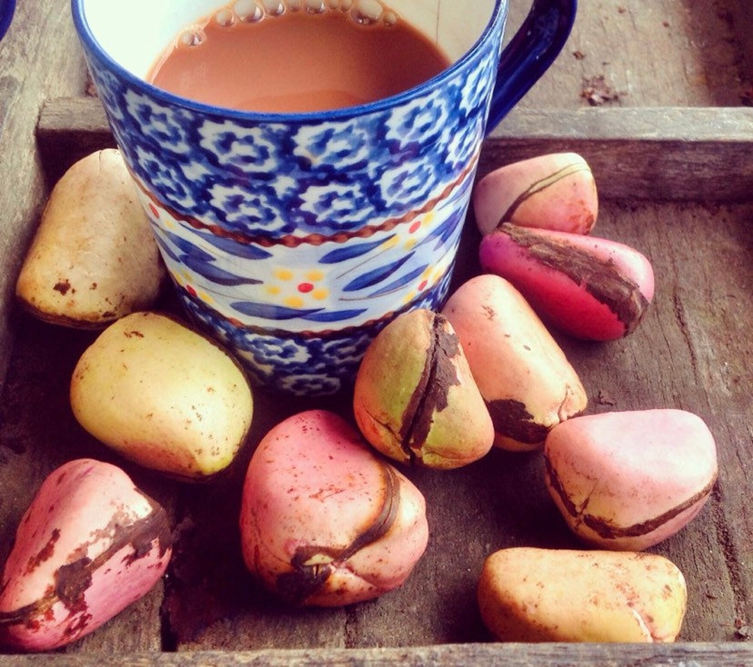 Sale BISSY TEA Kola Nuts 100% Organic Product of JAMAICA - Etsy New Zealand