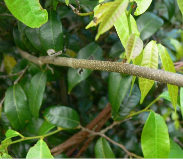 Sale RA-MOON Powder Ramoon Trophis Racemosa White - Etsy UK