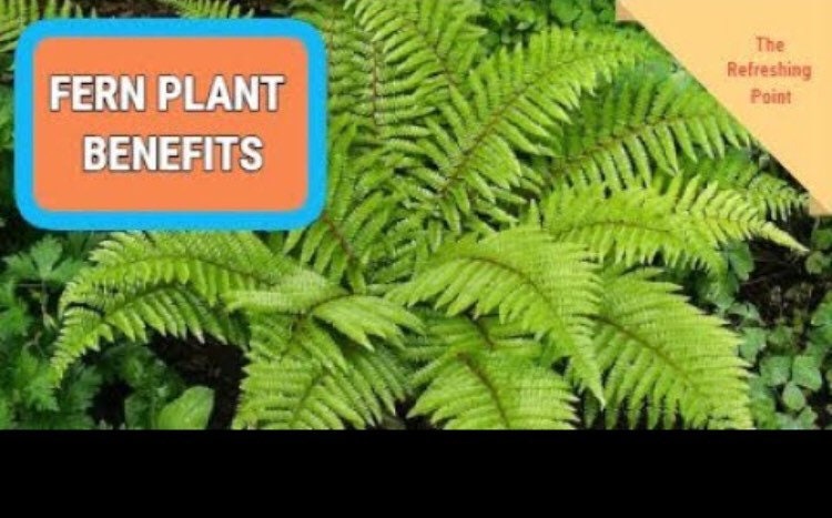 Bulk KALAWALLA FERN POWDER 100% Organic Jamaican wholesale Other Name ...