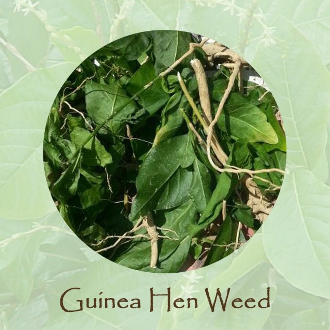 GUINEA HEN WEED 100% Natural Root Powder Anamu or Gully Root | Etsy