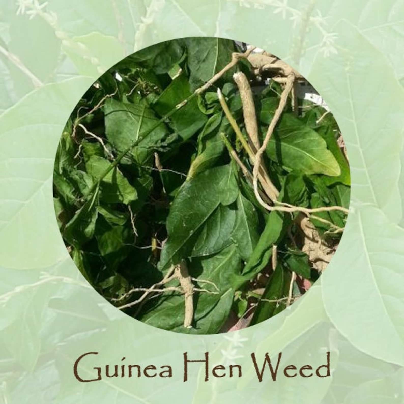 GUINEA HEN WEED 100% Natural Root Powder anamu or Gully Root Produce ...