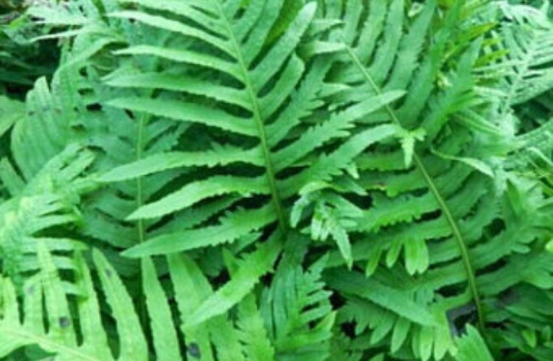 Bulk KALAWALLA FERN POWDER 100% Organic Jamaican wholesale Other Name ...