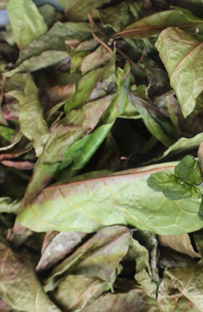 Venta RA-MOON Polvo / Ramoon Trophis Racemosa/ Ramoon blanco/ Muraceae ...