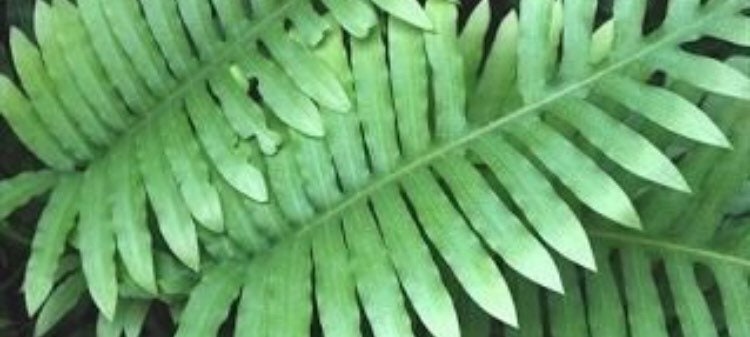 Bulk KALAWALLA FERN POWDER 100% Organic Jamaican wholesale - Etsy