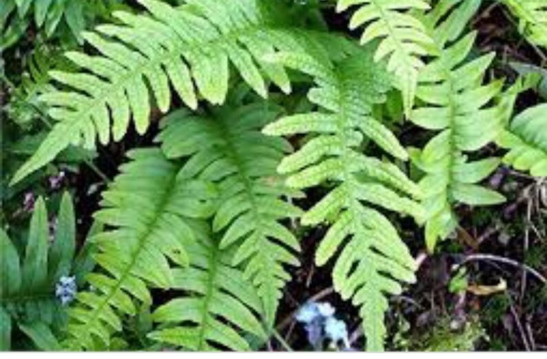 Bulk KALAWALLA FERN POWDER 100% Organic Jamaican wholesale Other Name ...