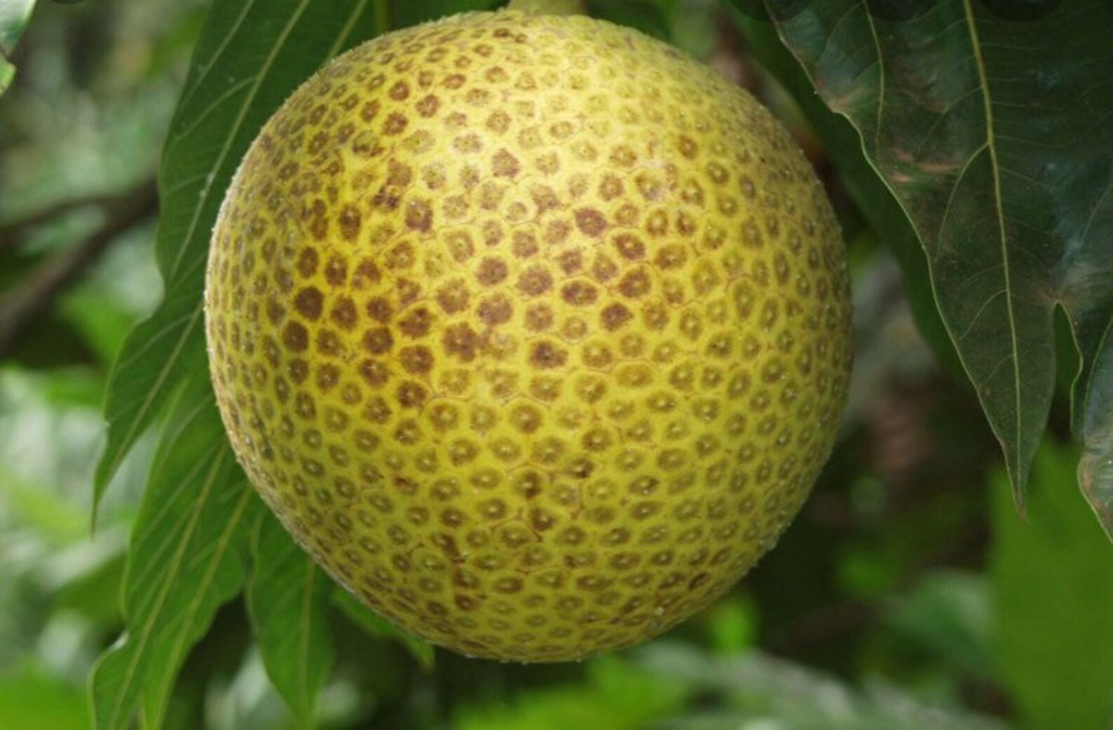 JAMAICAN BREADFRUIT roasted Breadfruit Flour SMOOTHIE Mix With 100% ...