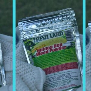 Jamaica GUINEA HEN WEED anamu Gully Root Peteria Alliacea - Etsy Hong Kong