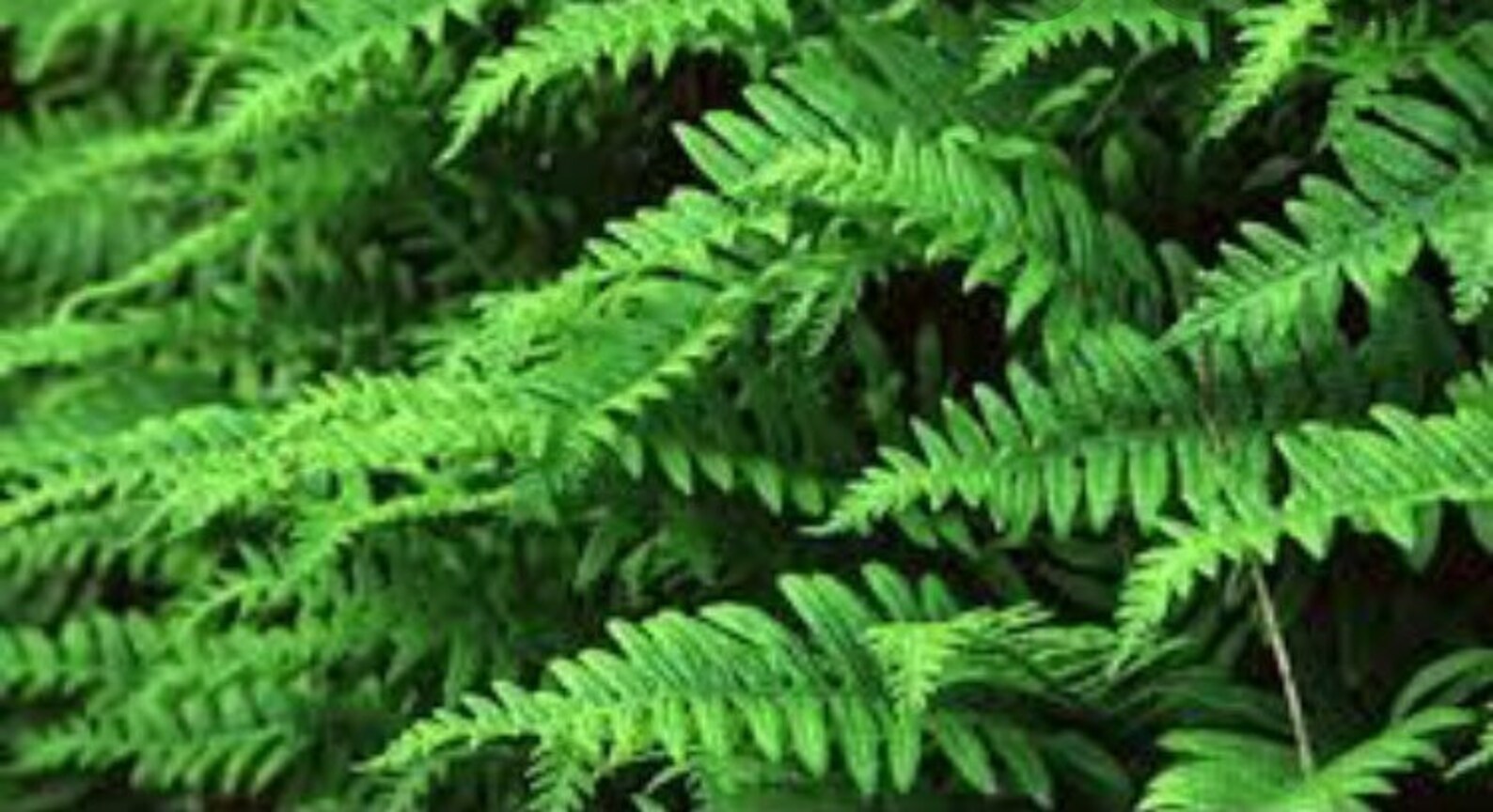 Bulk KALAWALLA FERN POWDER 100% Organic Jamaican wholesale Other Name ...