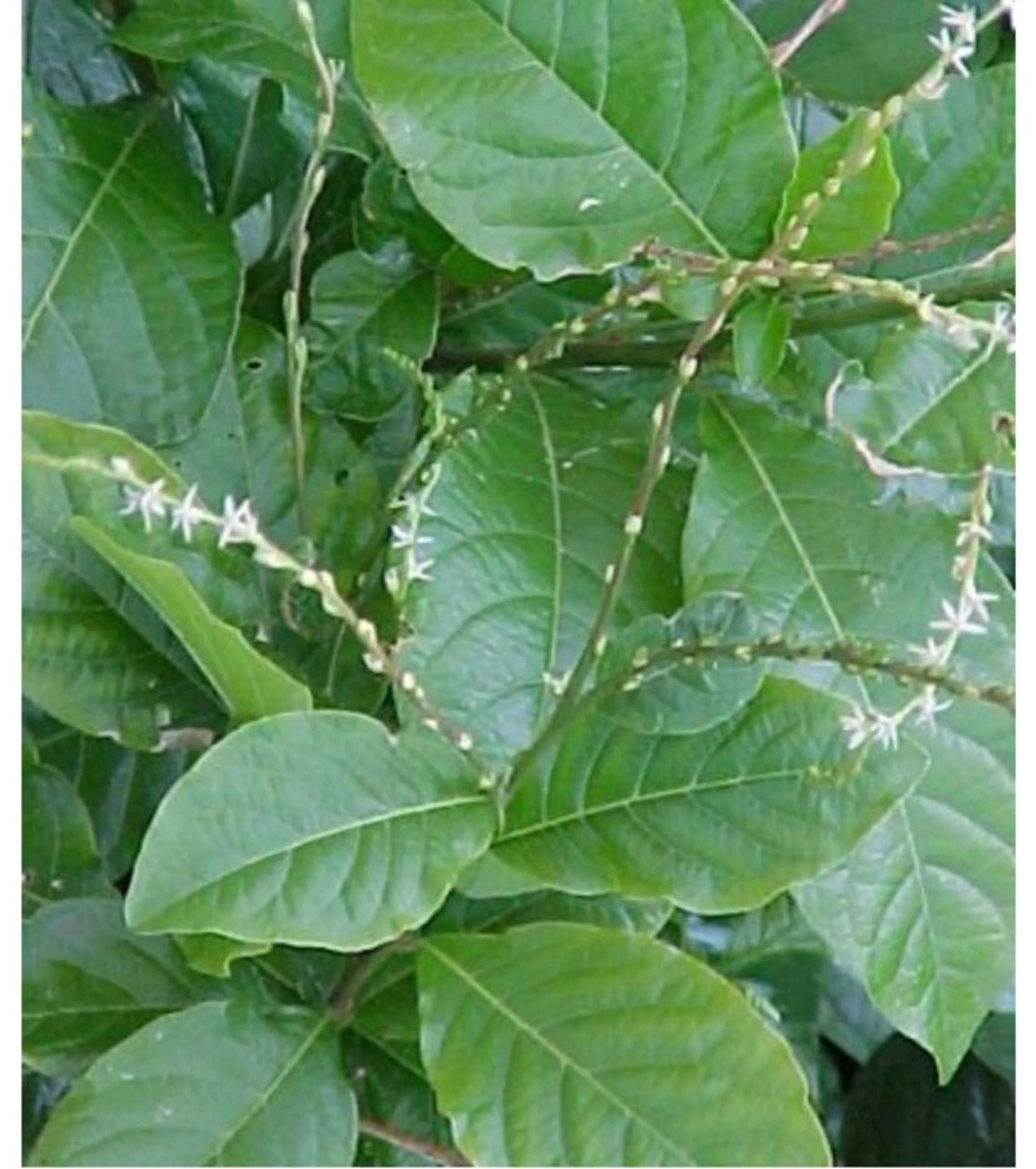 Jamaica GUINEA HEN WEED anamu Gully Root Peteria Alliacea Powder ...