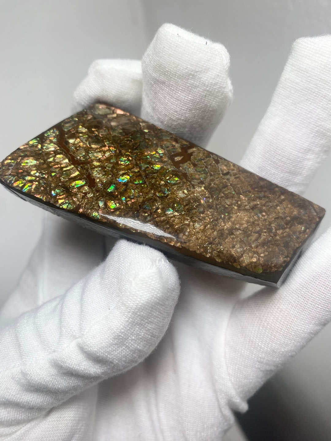 HUGE Opalized Fossil 72 Million Years Old Opal Ammolite Breathtaking ...