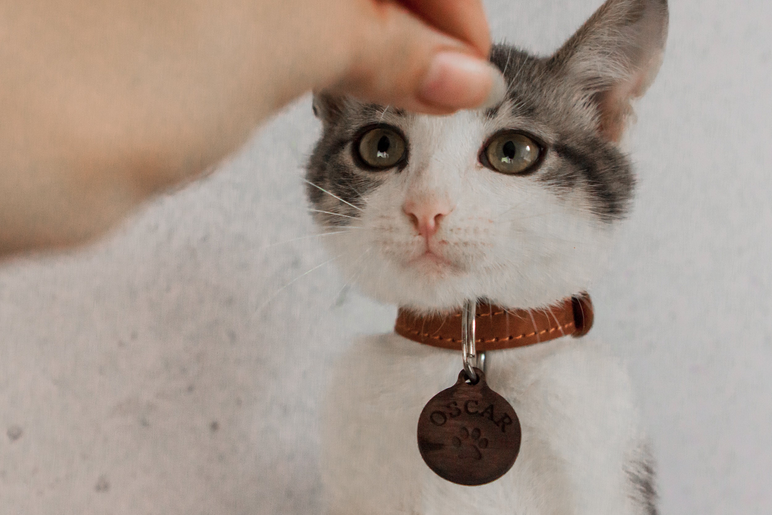 Leather Cat Collar,kitten Collar,customized Cat Collar,leather Pet ...