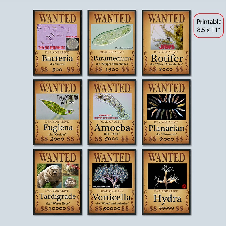 Microbe Hunter Wanted Poster Printable Classroom Decoration Fun Biology ...
