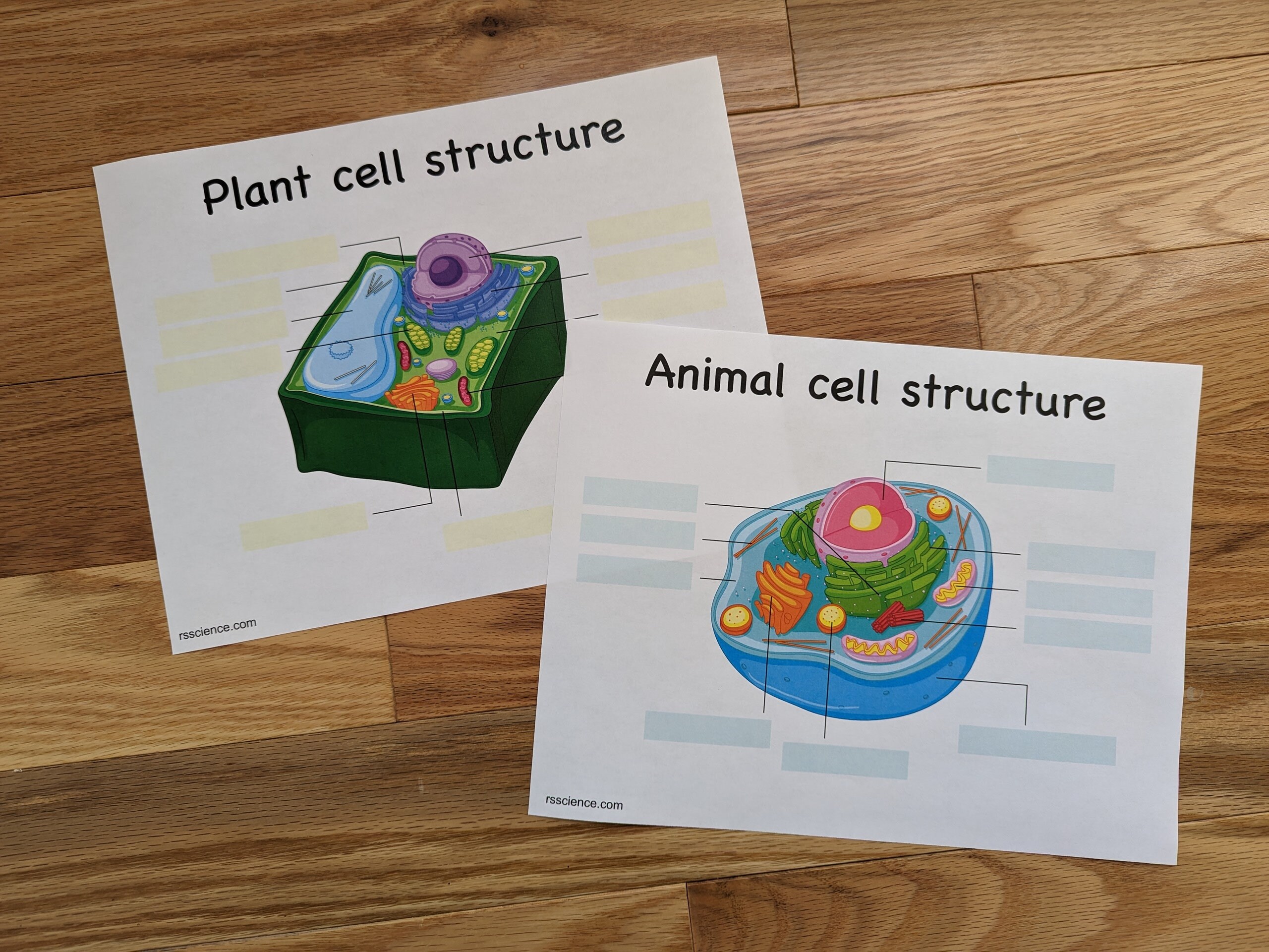 Animal & Plant Cell Structure Worksheet: Labeling Diagram (printable ...