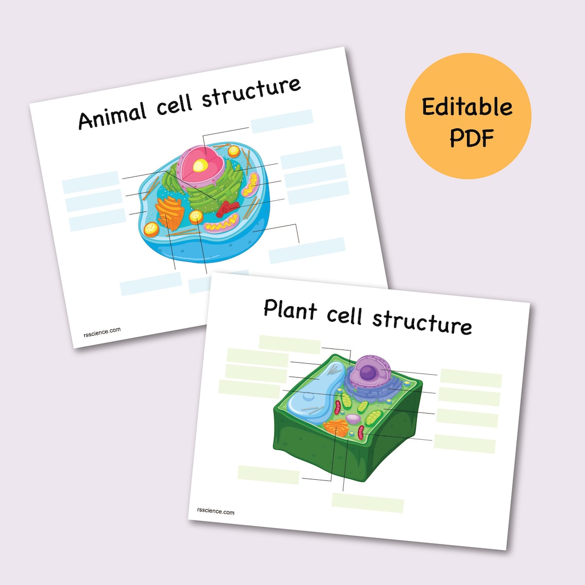 Animal Plant Cell Structure Labeling Sheet Comparison Diagram Cell ...