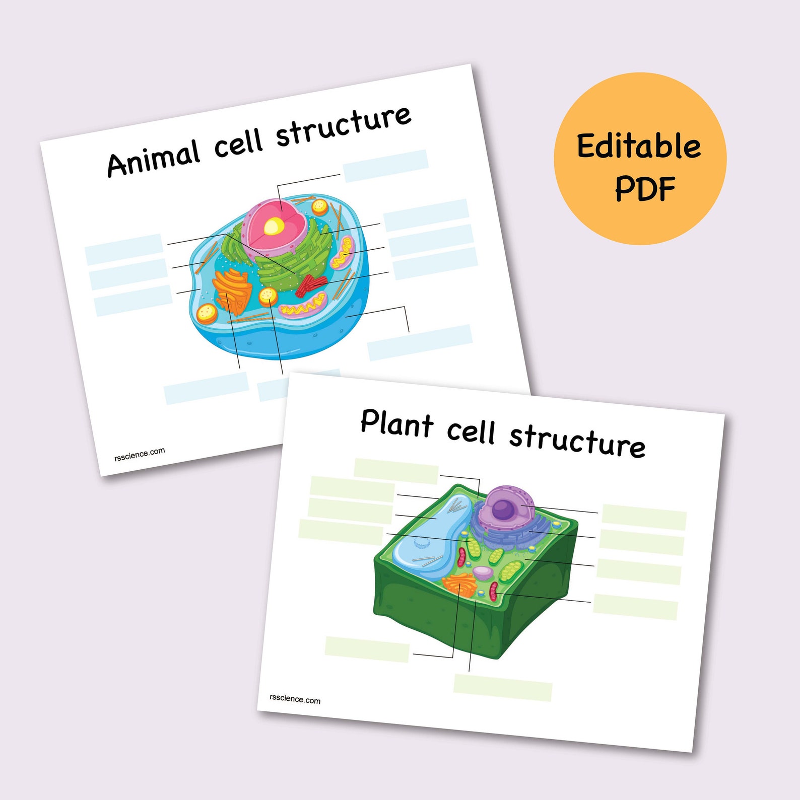 Animal & Plant Cell Structure Worksheet: Labeling Diagram (printable ...