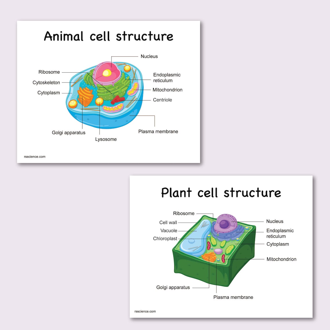 Animal Plant Cell Structure Labeling Sheet Comparison Diagram Cell ...