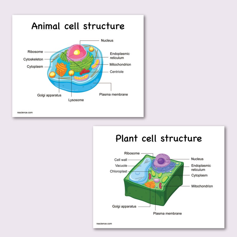 Animal & Plant Cell Structure Worksheet: Labeling Diagram (printable ...