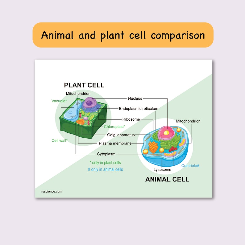Animal Plant Cell Structure Labeling Sheet Comparison Diagram Cell ...