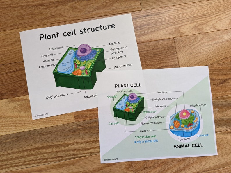 Animal & Plant Cell Structure Worksheet: Labeling Diagram (printable ...