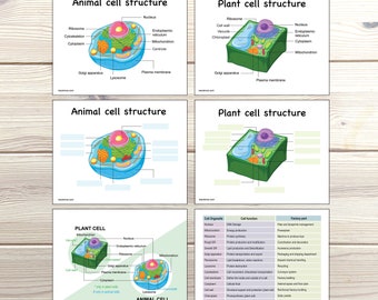 Plant Cell Printable Biology Digital Download Homeschool Curriculum - Etsy