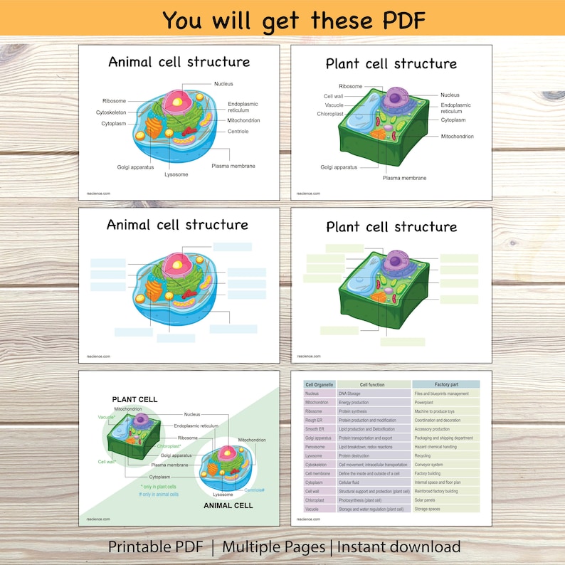 Animal & Plant Cell Structure Worksheet: Labeling Diagram (printable ...