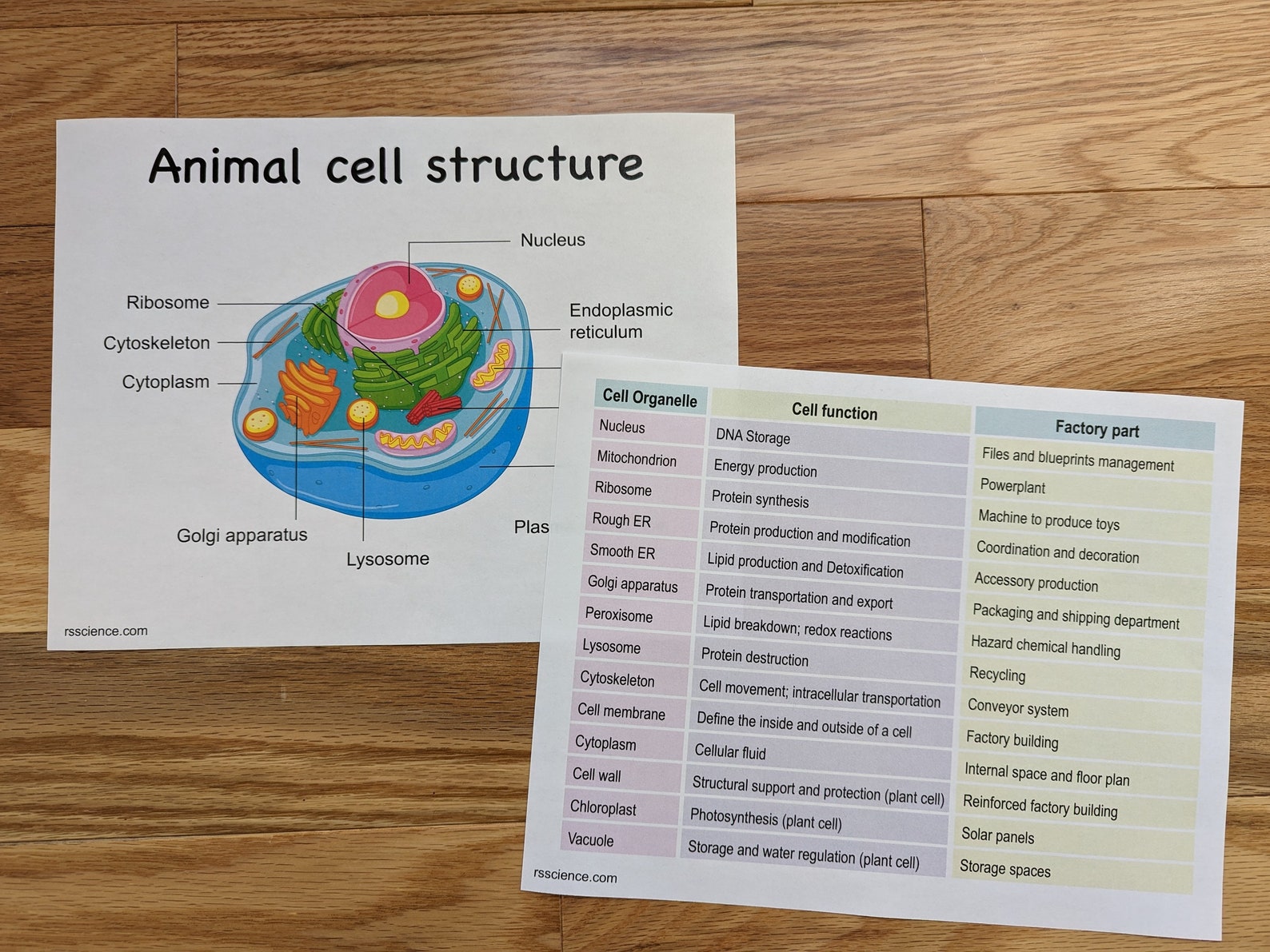 Animal Plant Cell Structure Labeling Sheet Comparison Diagram Cell ...
