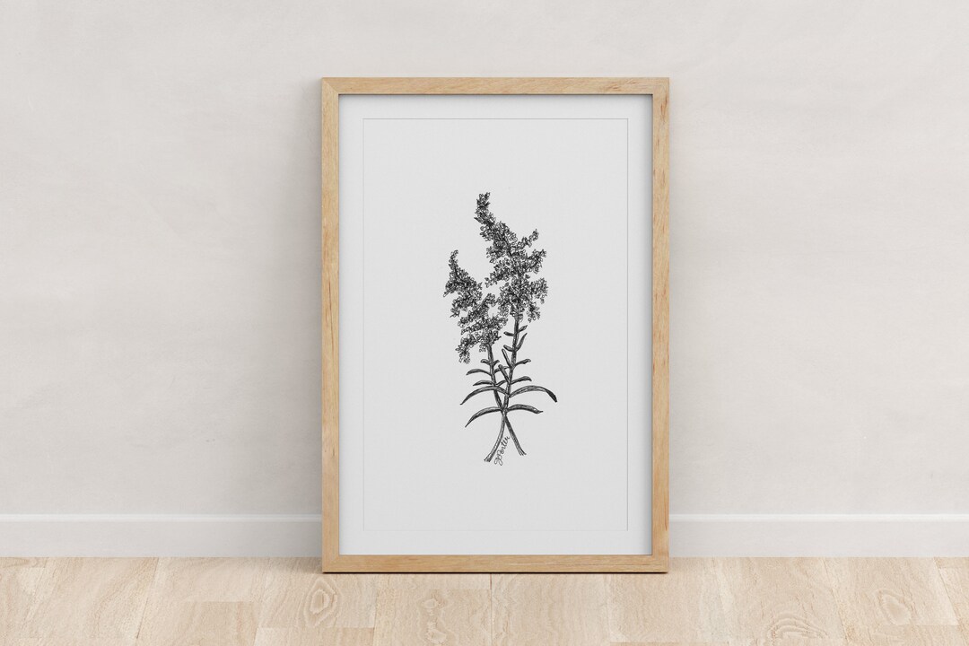 Kentucky State Flower, Goldenrod Flower Print: Botanical Pen and Ink ...