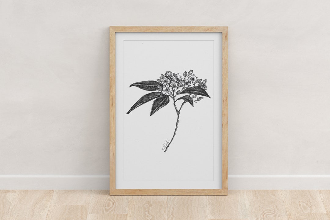 PENNSYLVANIA - Fine Art Print - Giclée - State Flower - Mountain Laurel ...