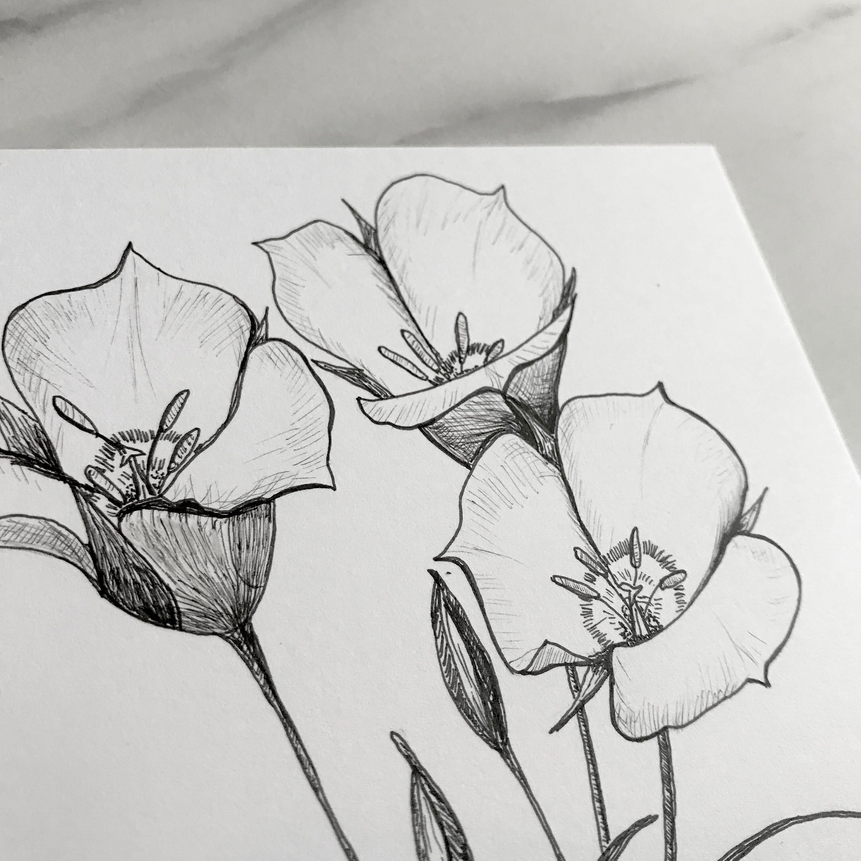 Utah State Flower, Sego Lily Art Print: Botanical Pen and Ink Giclée - Etsy