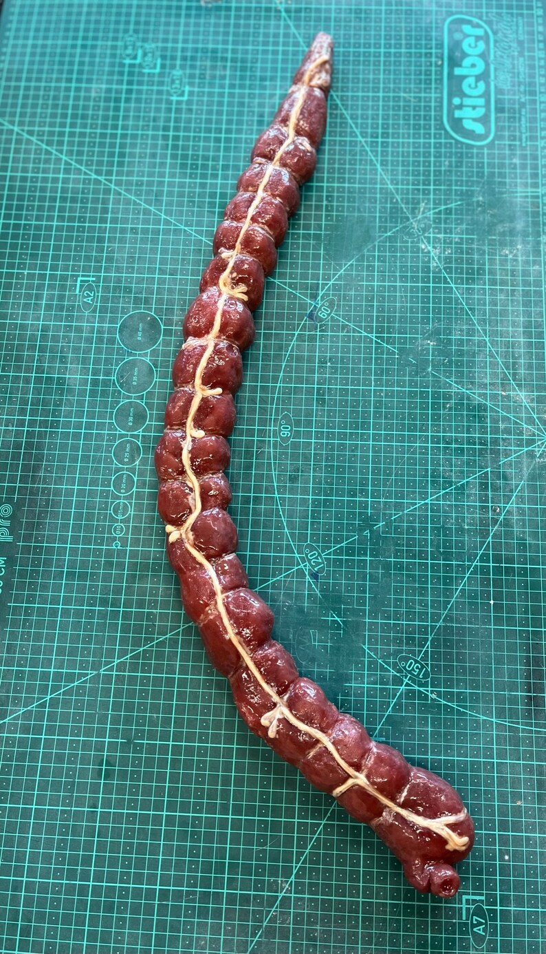 Realistic Human Colon Silicone Flexible Medicine Copy Prop Anatomy ...