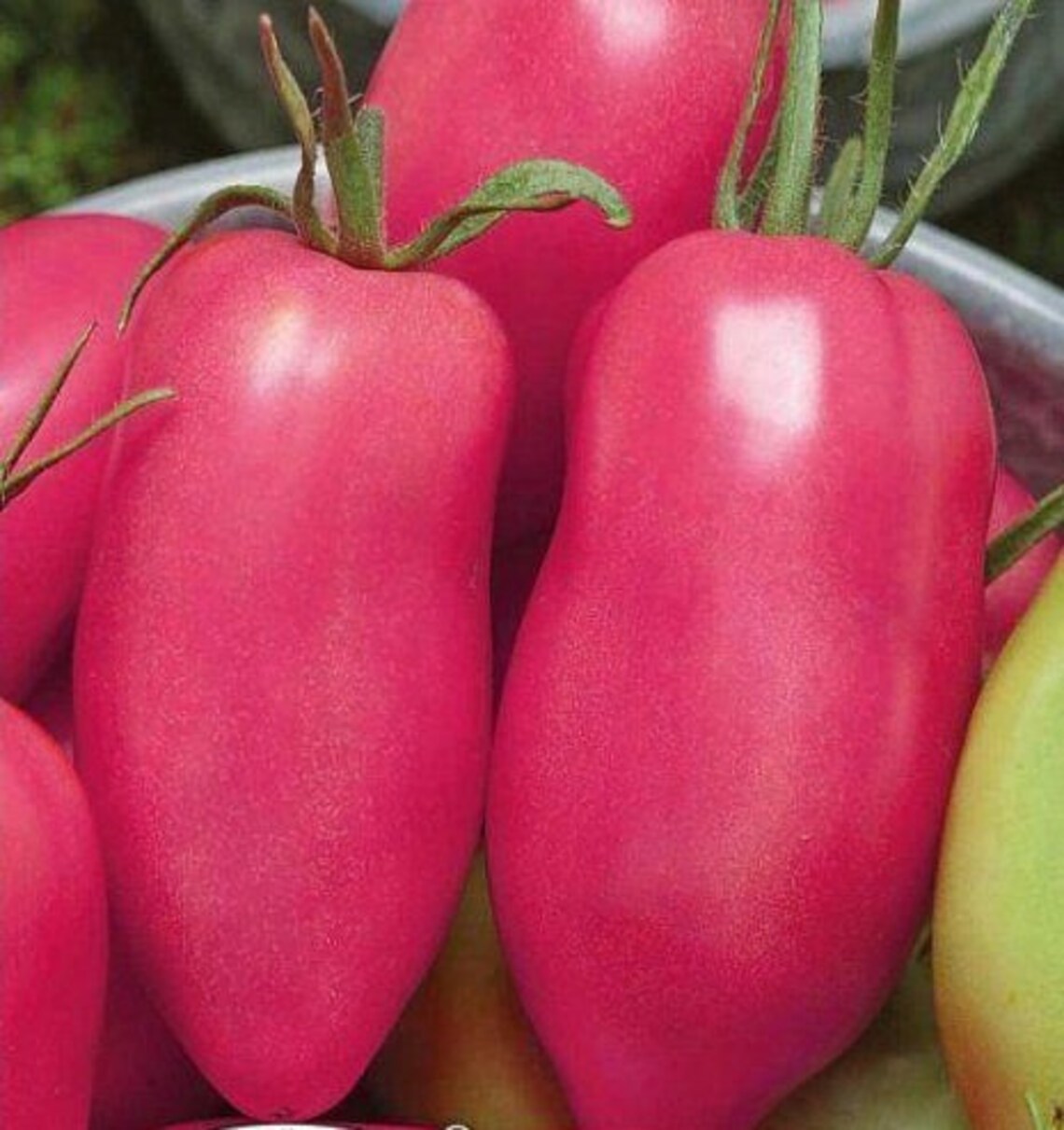Seeds Tomato Cylinder Pink Large Original Tasty Vegetable - Etsy