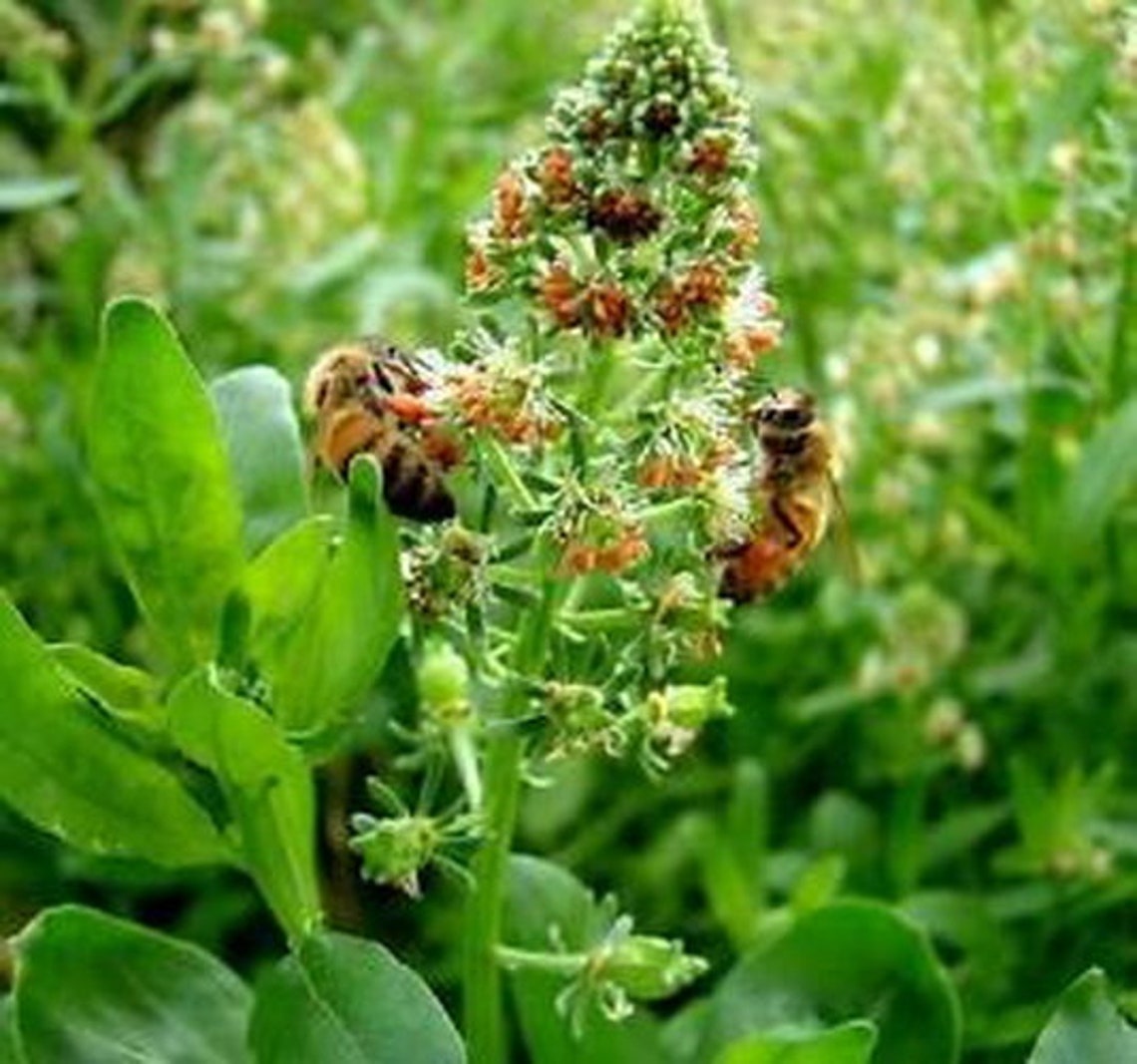 Seeds Reseda odorata Fragrant Plant Seeds from Ukraine | Etsy