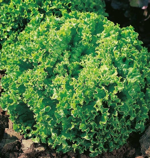 Seeds Salad Lolo Bionda All-season Roomed Early Plant Seeds | Etsy