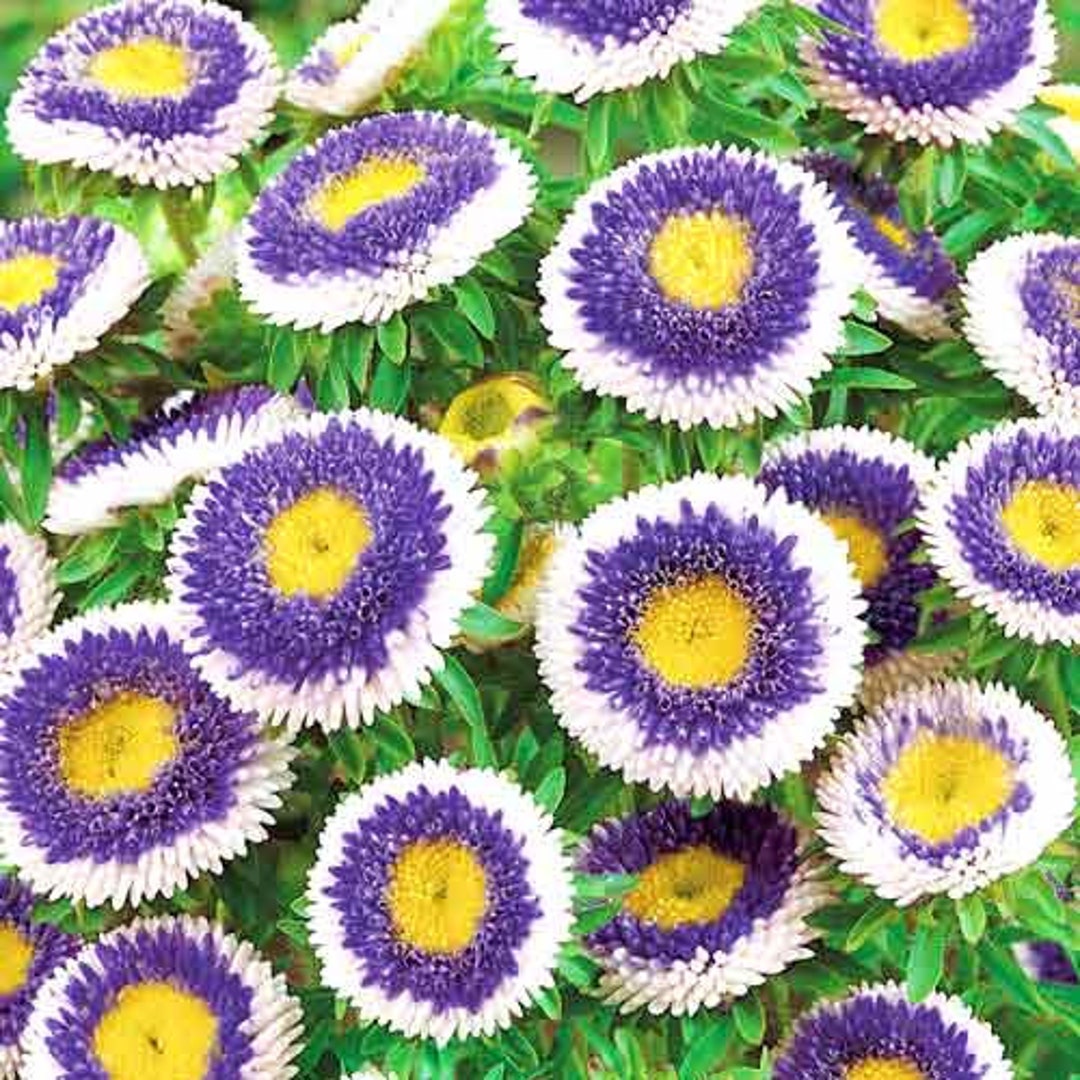 Seeds Astra Callistephus chinensis Blue moon Flower Seeds from Ukraine ...
