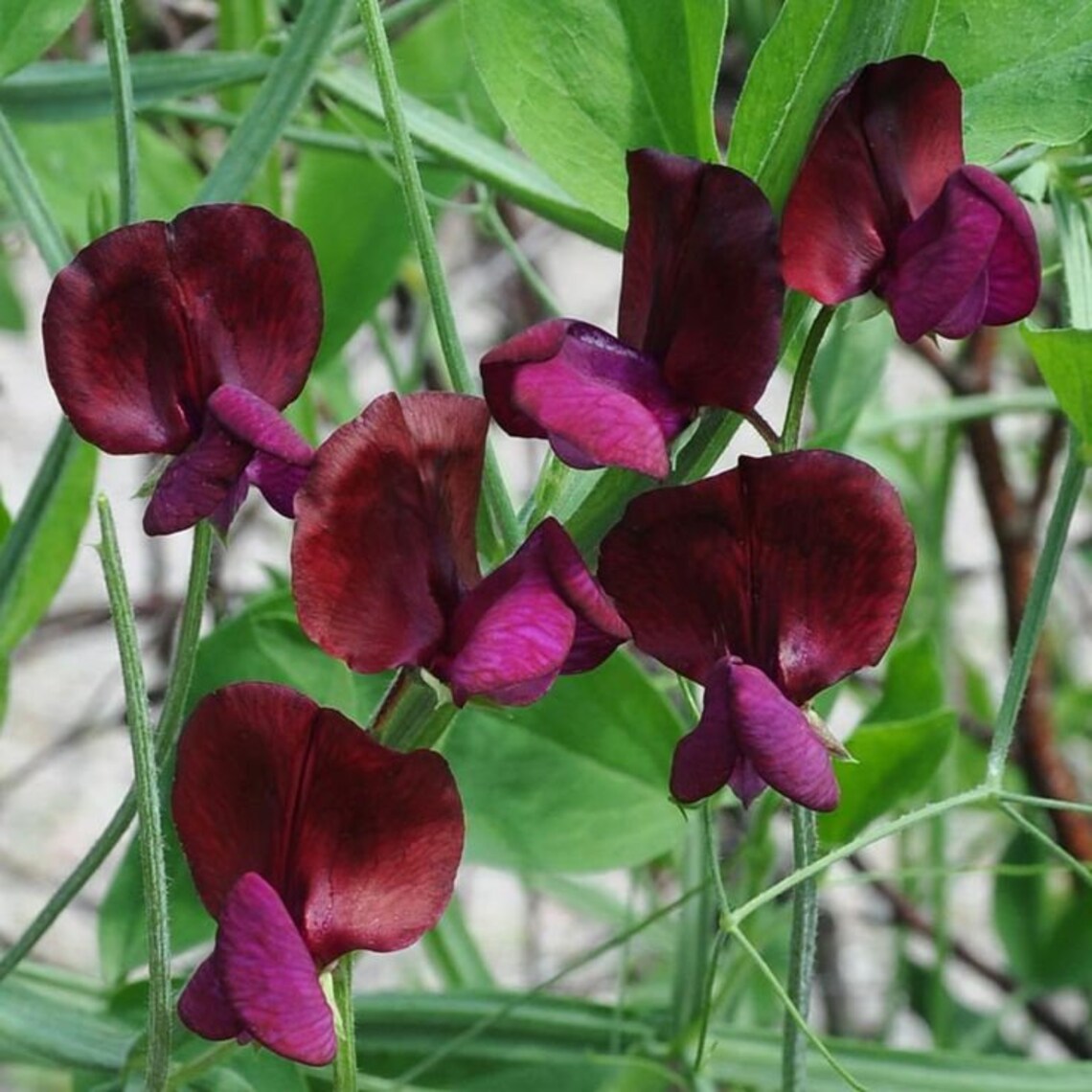 Seeds Sweet peas Beaujolais Lathyrus odoratus Curly Flower - Etsy Polska